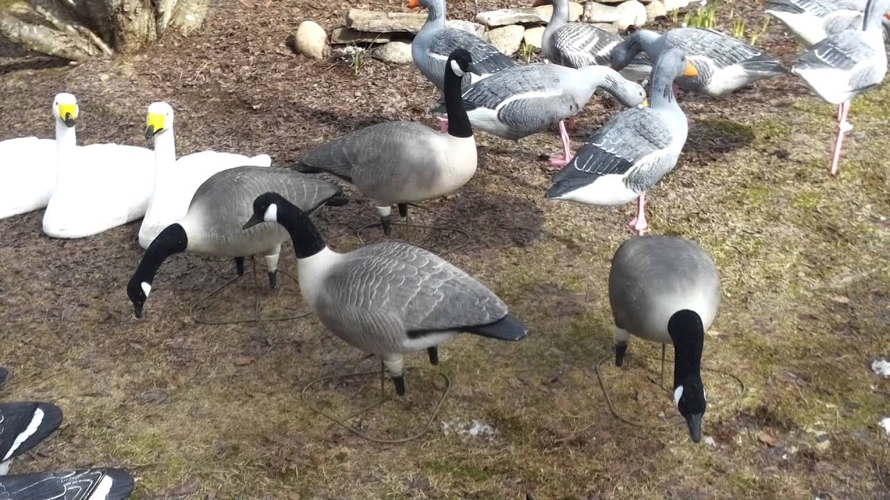 Redhead canada goose decoys. - YouTube