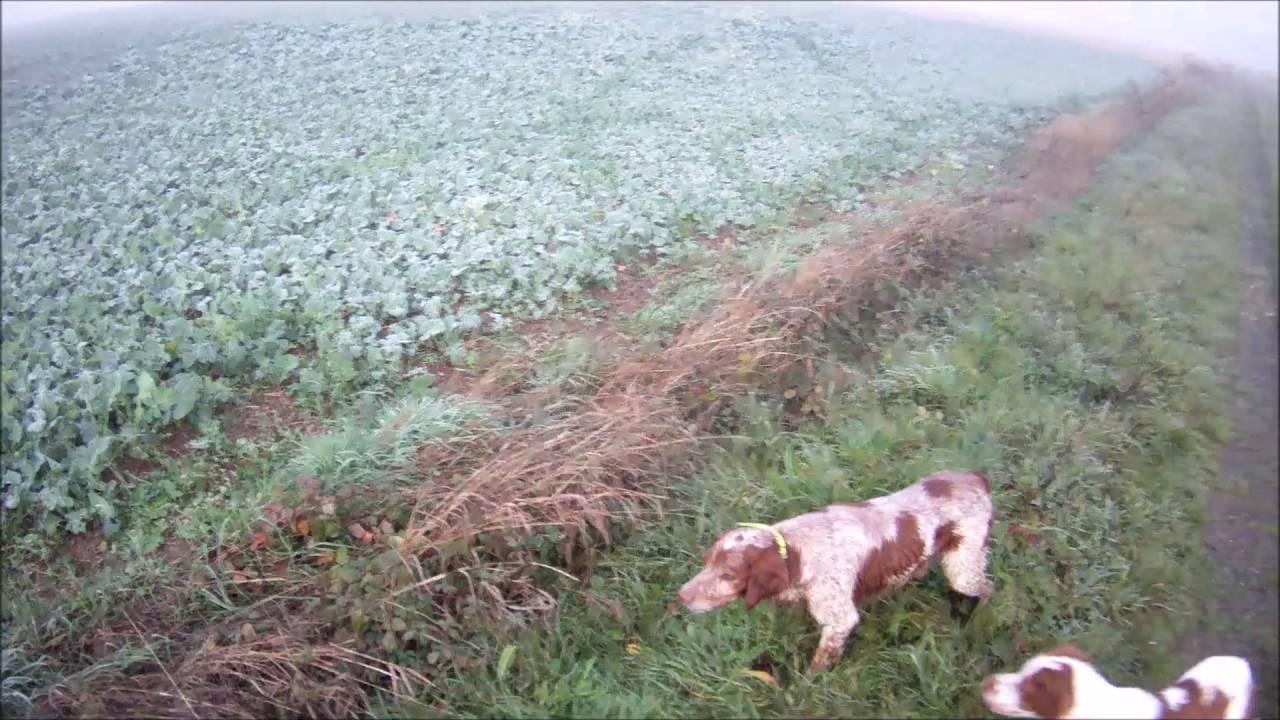 chasse perdrix, épagneul breton - YouTube