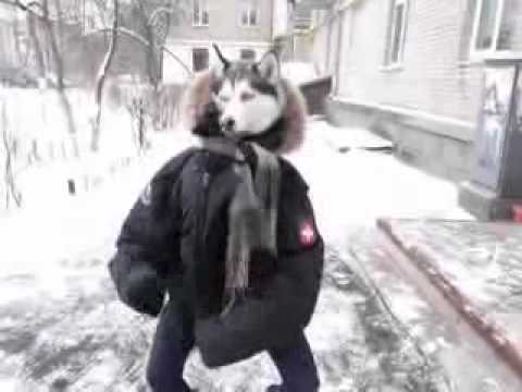 Dancing Husky - YouTube