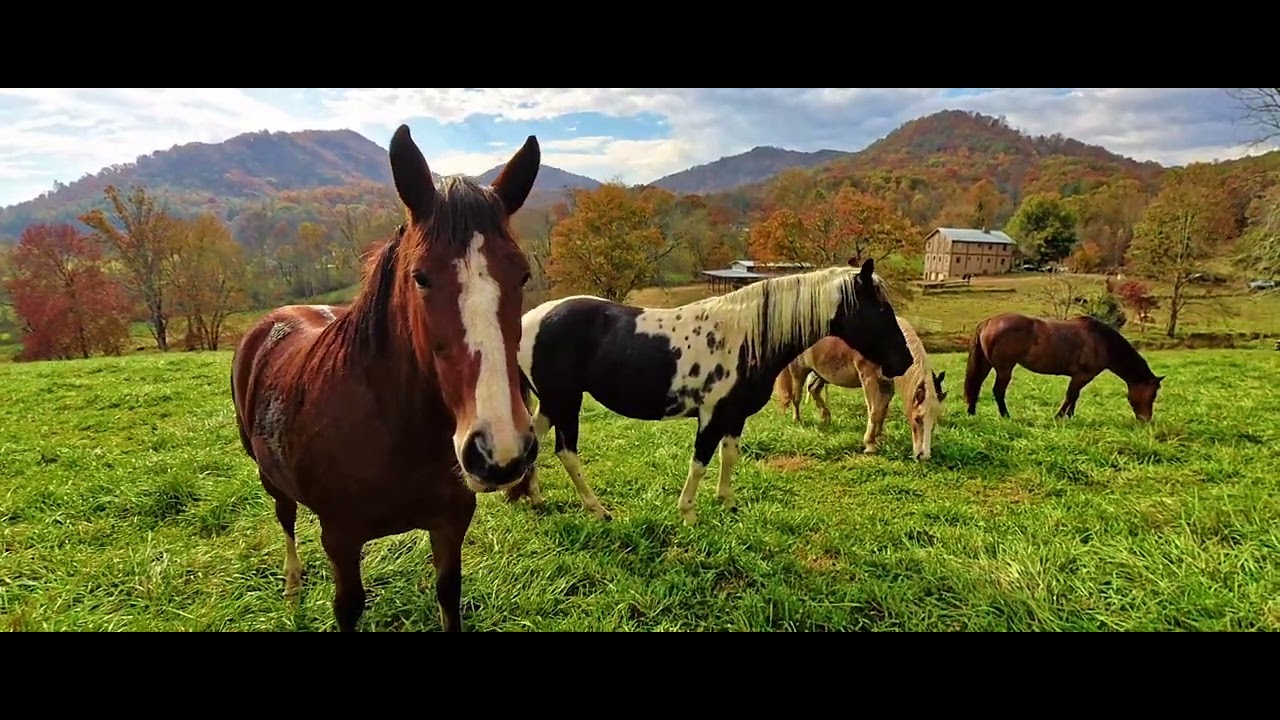 Fall Colors series: The horses on the hill - YouTube
