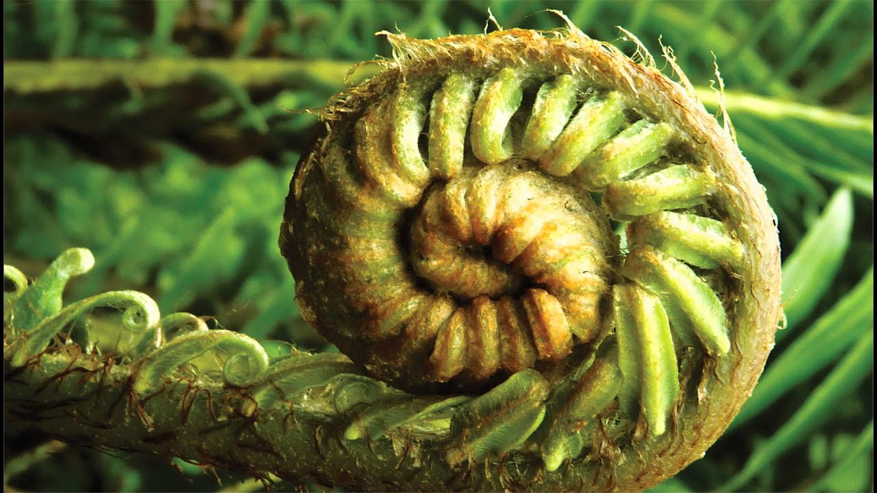flora brasileira BROTOS DE SAMAMBAIA bracken helecho plantas jardins ...