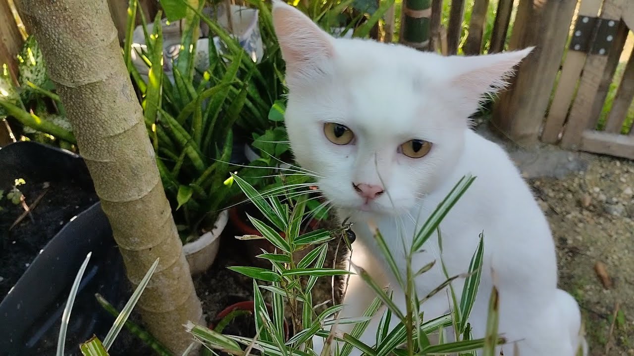 Dwight - The Panda Cat - YouTube