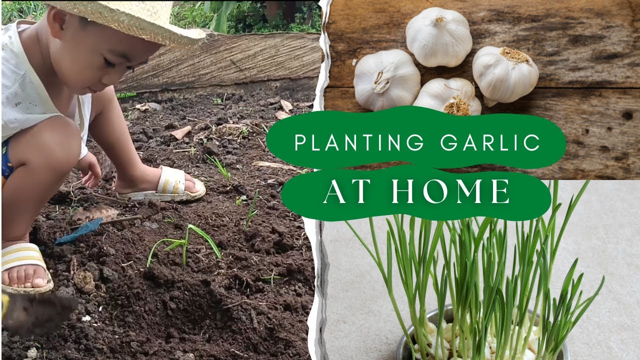 How to: 4-year old kid planting some garlic at home! - YouTube