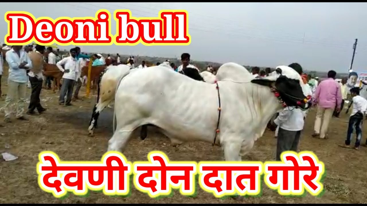 देवणी दोनदात गोरे deoni bull - YouTube