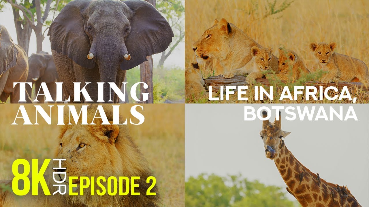 Animals Talking about Life in Africa, Botswana - 8K HDR Narrated ...