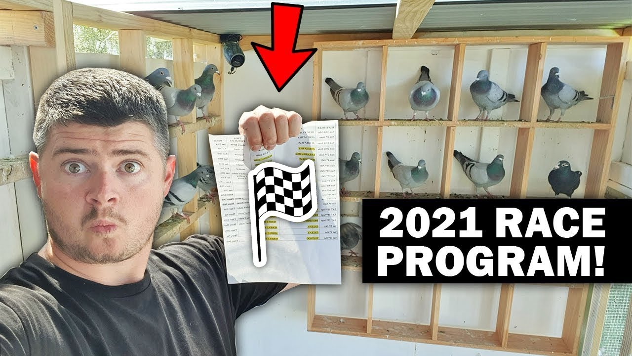 2021 Racing Pigeon Program! - YouTube