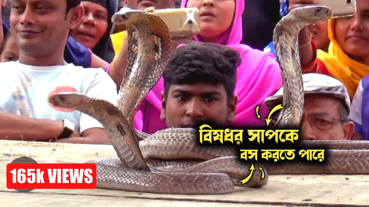 বিষধর সাপকেও বশ করতে পারেন এই ব্যাক্তি | This person can also tame poisonous snakes - YouTube