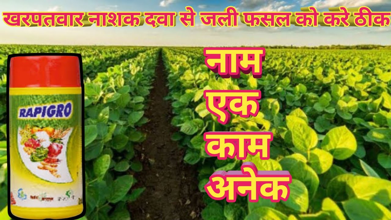 Rapigro। Plant growth tonic। isagro rapigro। kharpatwar nashi dawa se ...