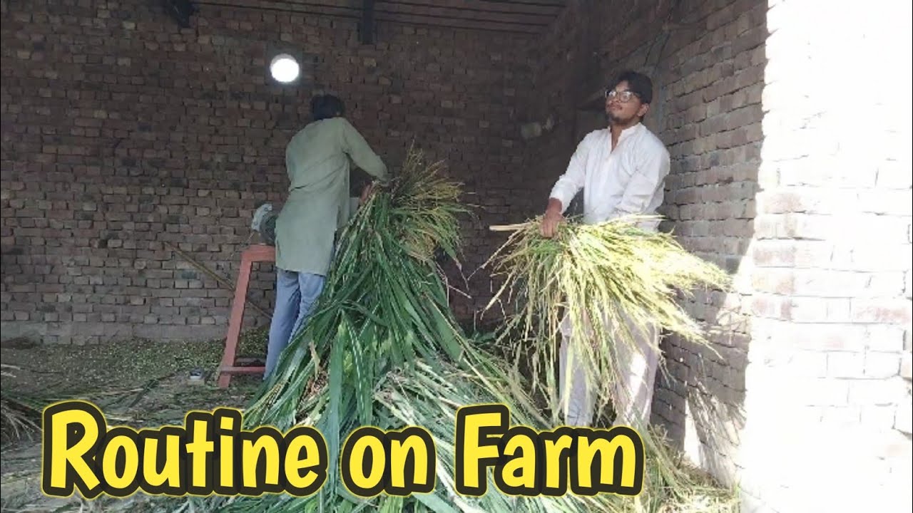 Routine on Dairy Farm | rural life - YouTube