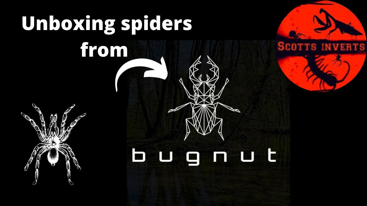 Unboxing spiders // Bugnut // brand new website - YouTube