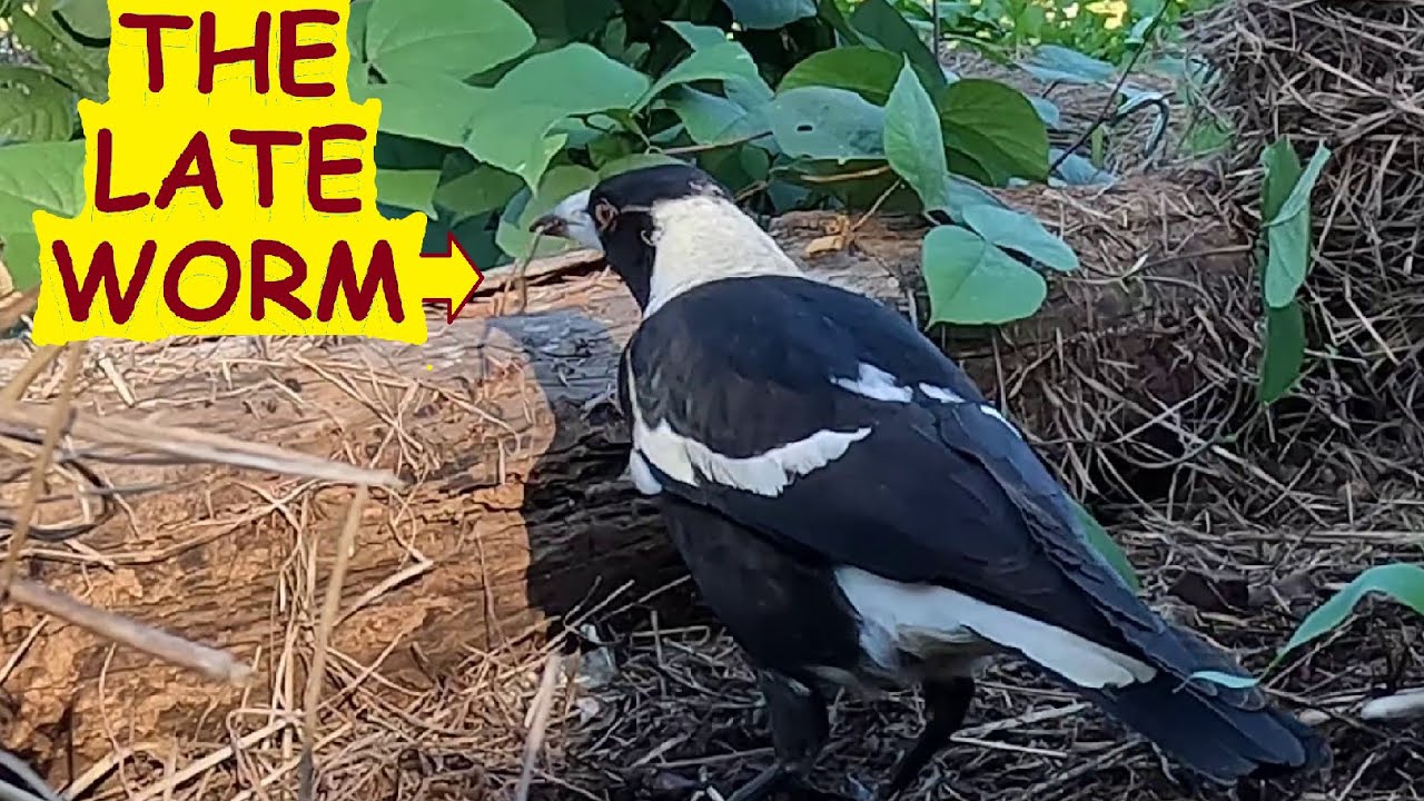 Bale time! She grabs a quick feed; Australian magpies are the best ...