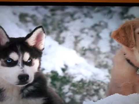 snow buddies trailer - YouTube