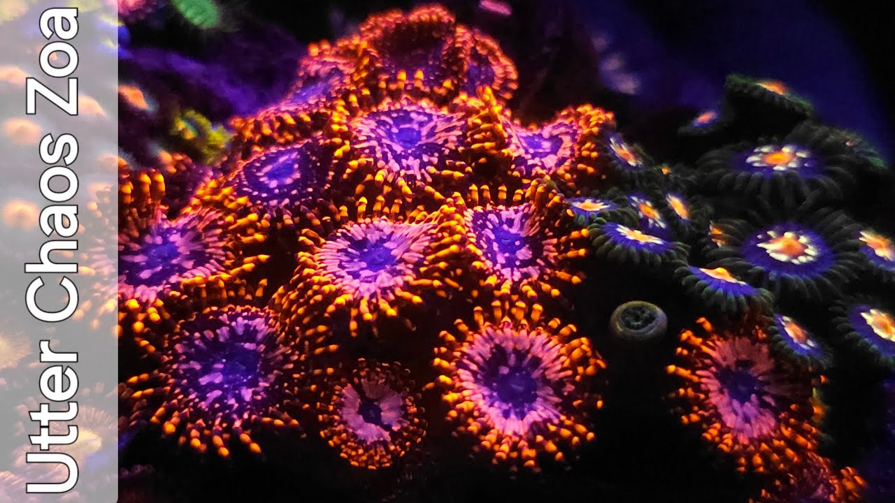 UTTER CHAOS ZOANTHIDS CORAL #trending #zoanthids #zoas #youtubevideo # ...