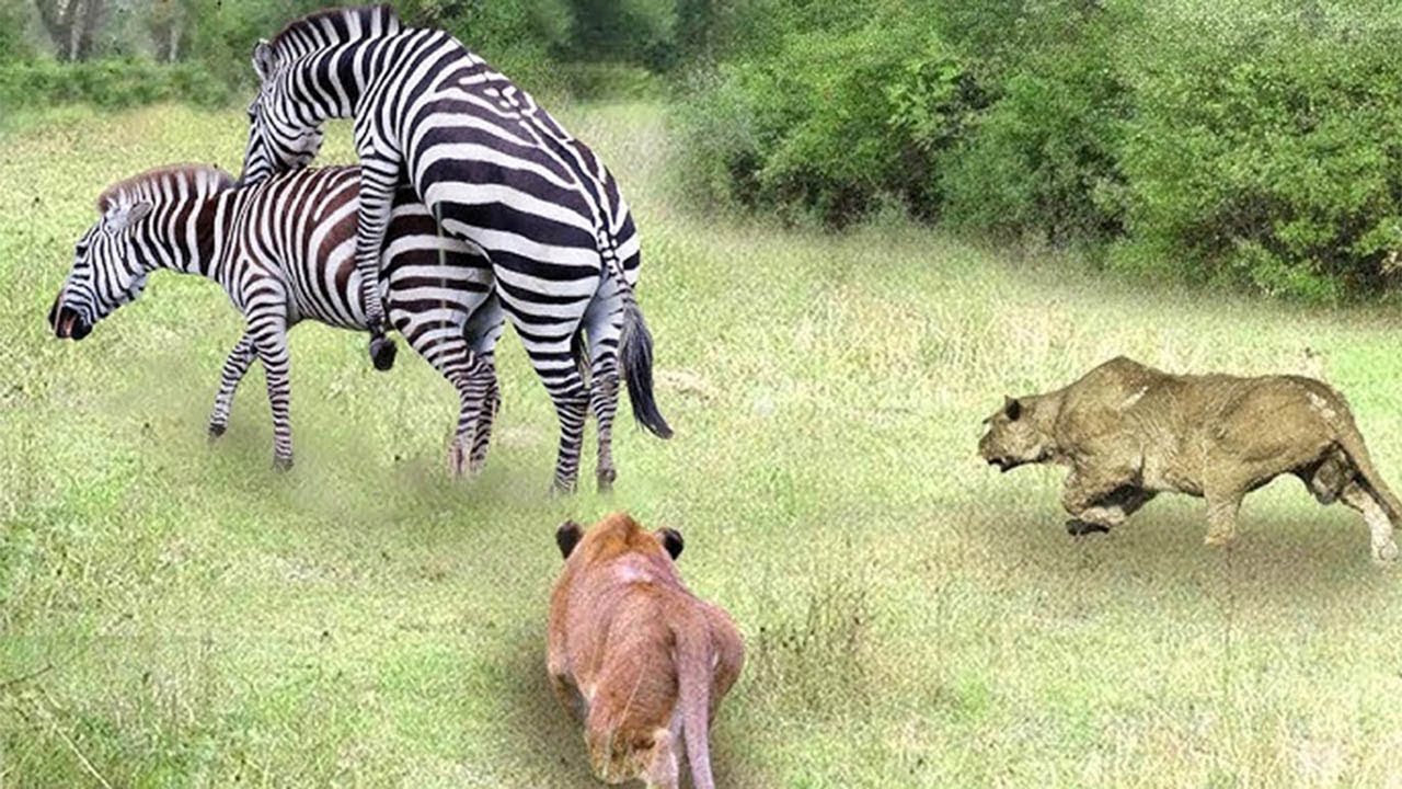 Tragic End For Lion When Mistakenly Attacking Experienced Zebra - Best ...