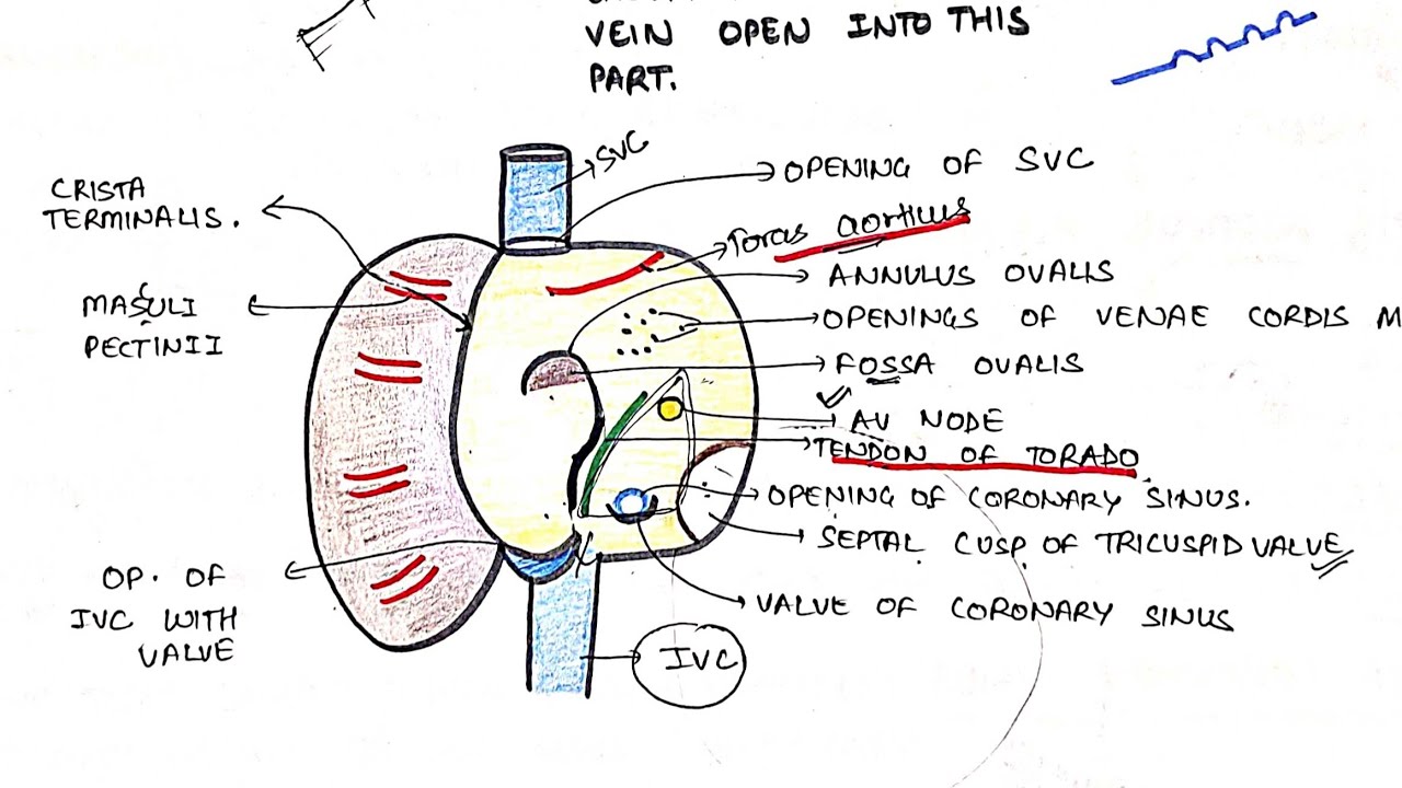 RIGHT ATRIUM COMPLETE WITH SHORT TRICKS | TRIANGLE OF KOCH | MBBS ...
