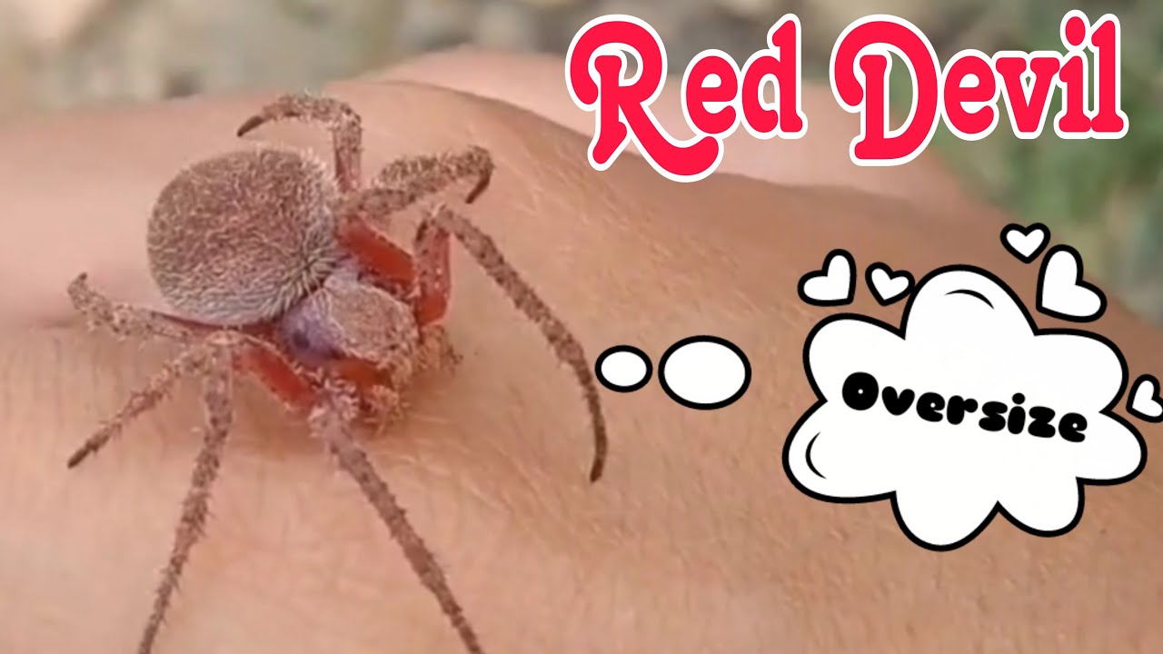 #Spider Hunting/Red Devil /Oversize/#trending /#viral - YouTube