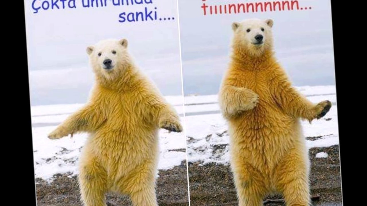 GÜLMELİ SEKİLER - YouTube