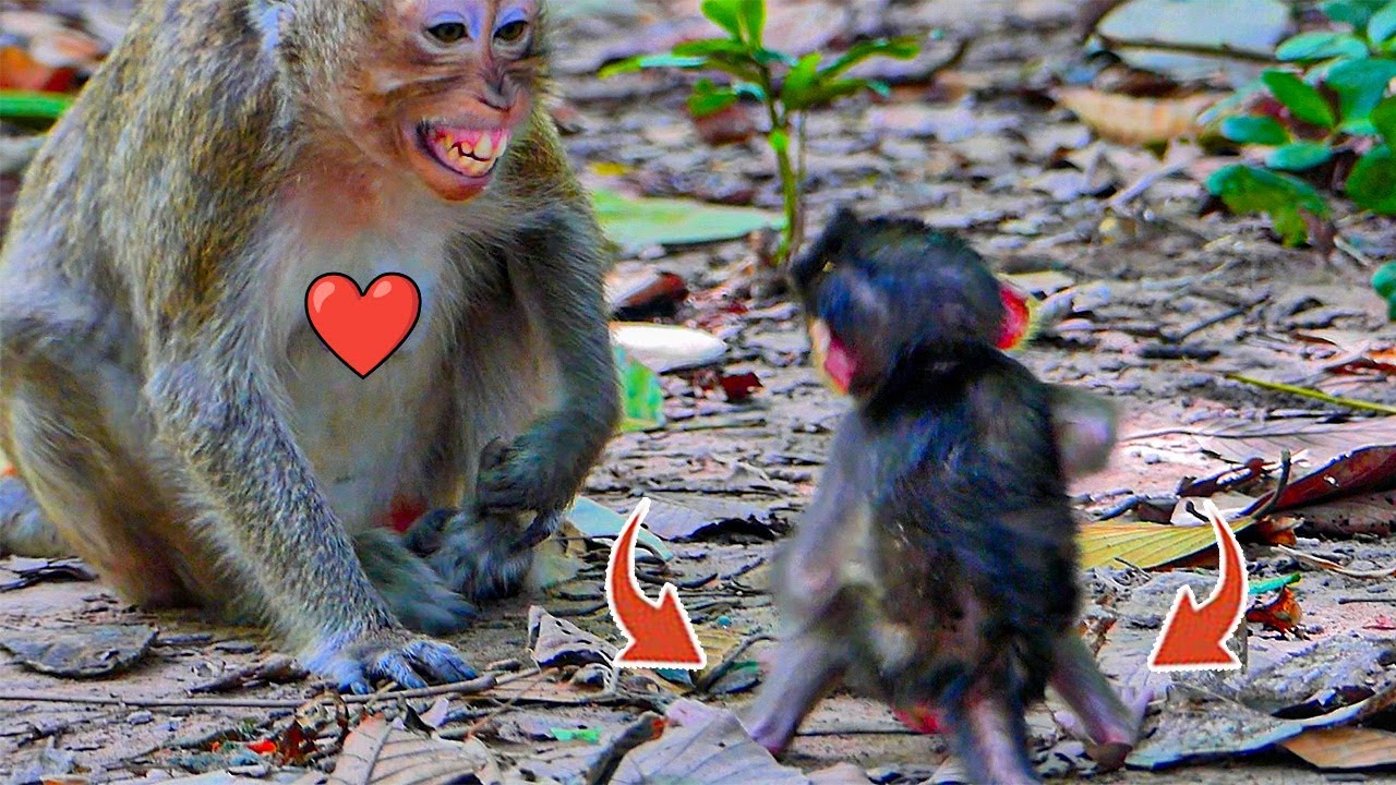 Awesome movement..!! Monkey Ada is extremely happy to see baby Adele ...