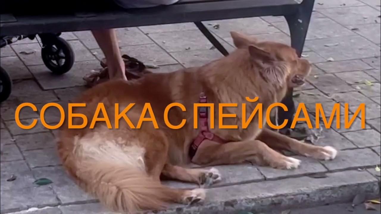 🇮🇱 💥💥💥💥СОБАКА С ПЕЙСАМИ/ИЗРАИЛЬ ИЕРУСАЛИМ/ХАВА НАГИЛА #израиль2023 # ...