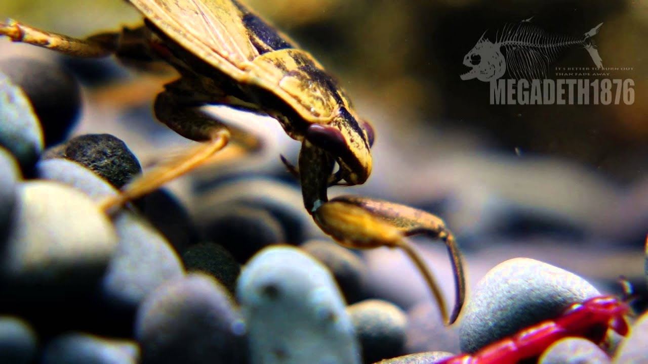 Diplonychus japonicus - YouTube