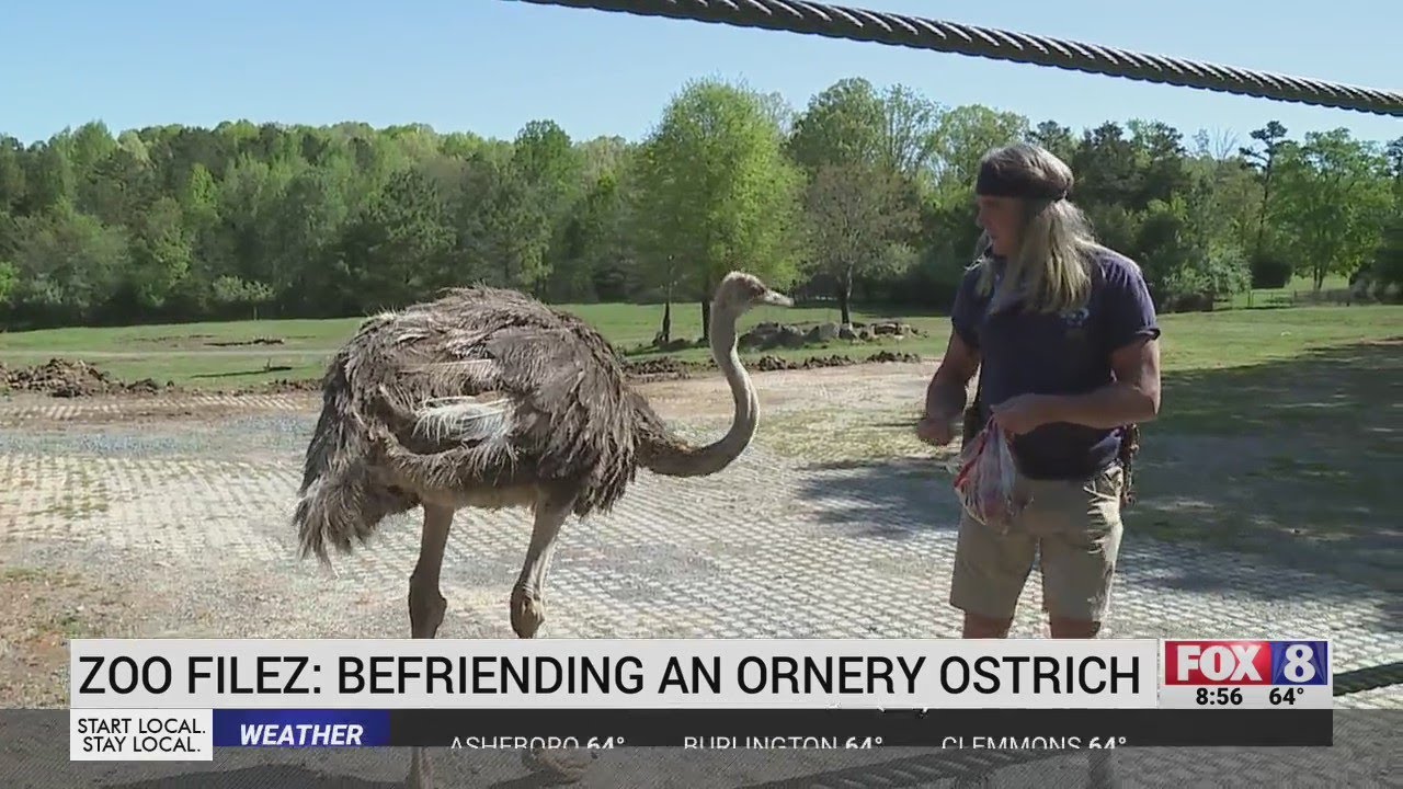 Zoo Filez: befriending an ornery ostrich - YouTube