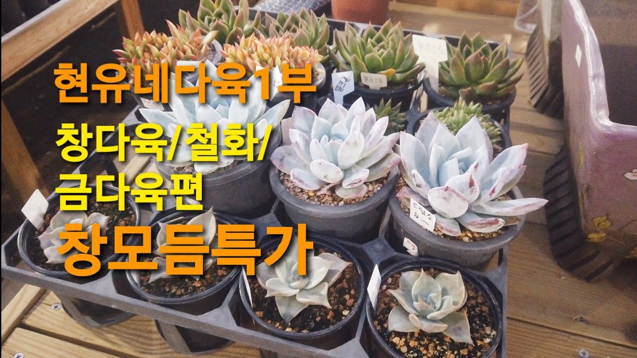 다육창⭐철화⭐금다육이편현유네다육1부 다육이택배 슈퍼클론 여제금 티엠 흑장미 창다육특가 맥라이징 체르니 헬리야