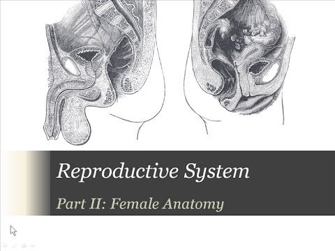 Reproductive Lecture Pt. 2A: Female Anatomy - YouTube