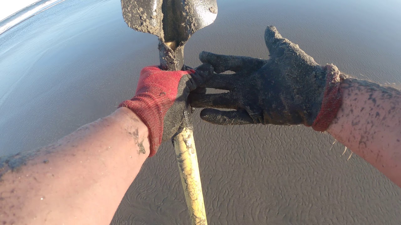 Razor Clamming at Sunset Beach - YouTube