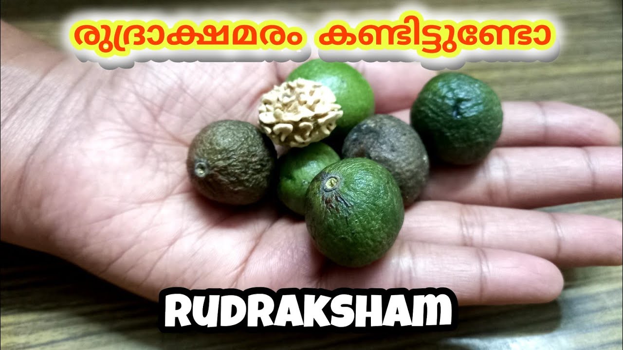 രുദ്രാക്ഷമരം കണ്ടിട്ടുണ്ടോ || rudraksham - YouTube