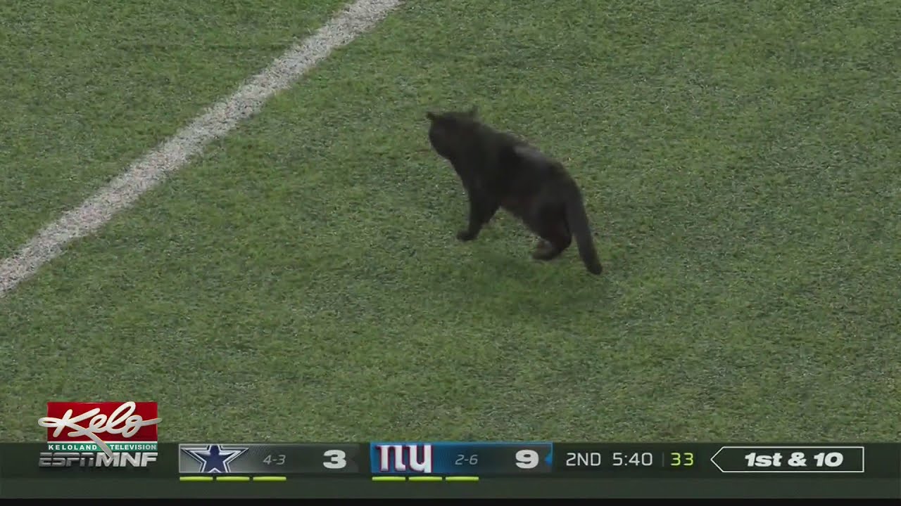Black cat interrupts Monday Night Football - YouTube