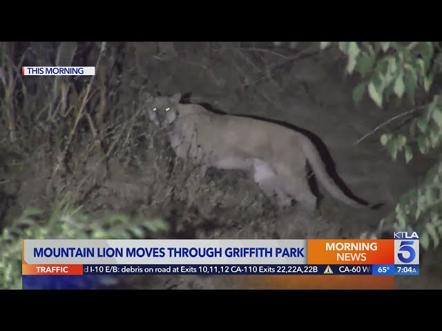 Griffith Park Mountain Lion