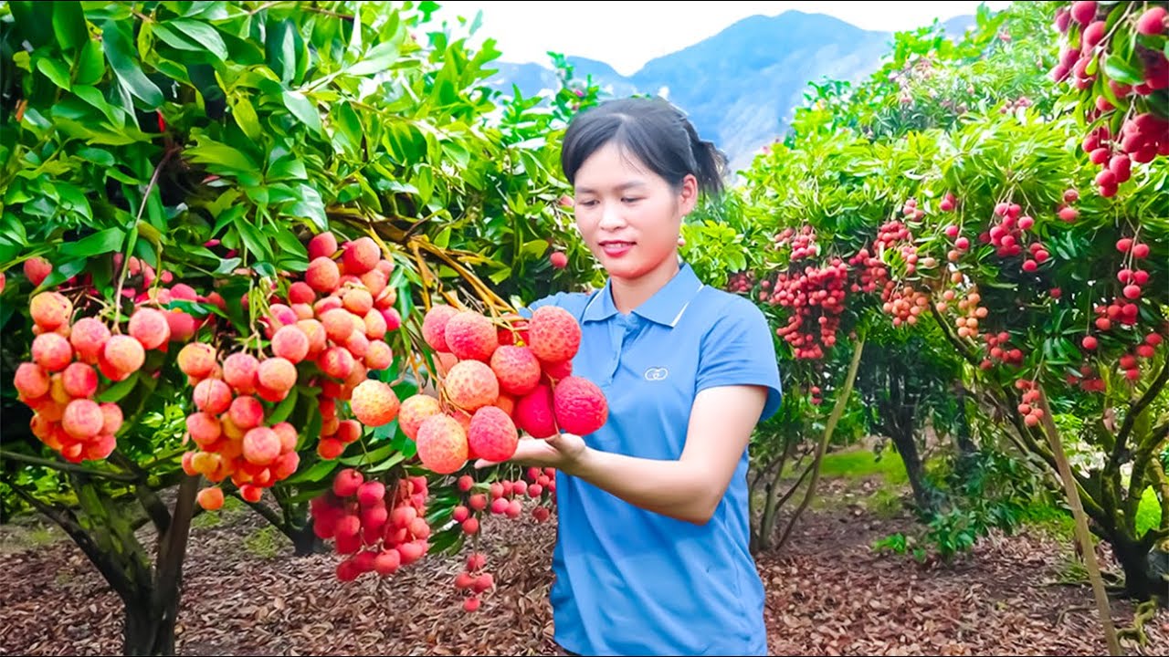 Harvesting Fresh Ripe Lychees from a Large Farm & Selling at the Market ...