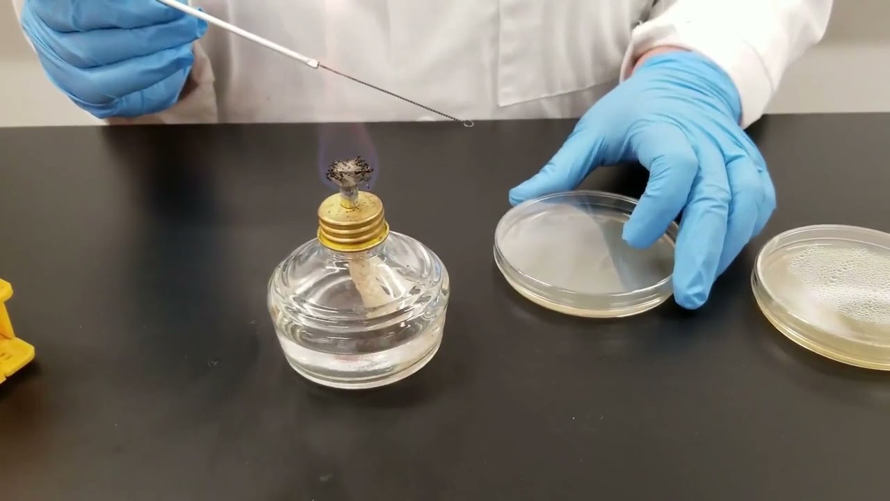 Culture Transfer - YouTube