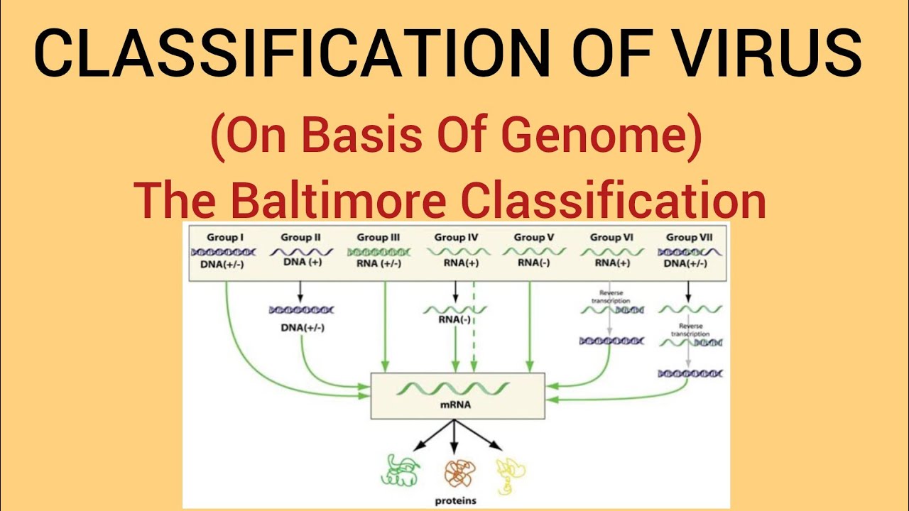 Classification Of Virus On Basis Of Genome(LEC#06) Baltimore Classification(Positive/Negative ...