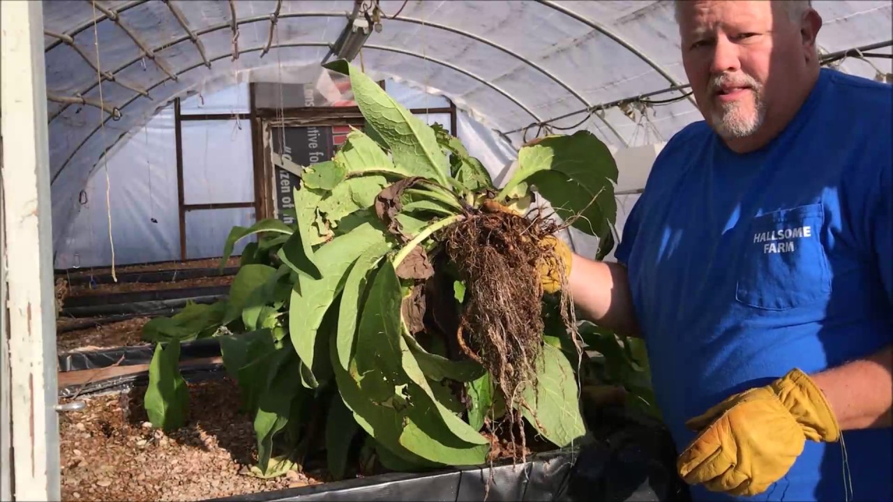 Sustainable Farming Using Comfrey in Aquaponics and Food Forest - YouTube