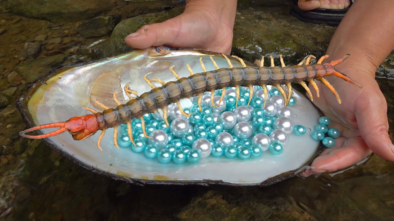 Beauty searching for pearls, catching big centipedes diving directly is ...