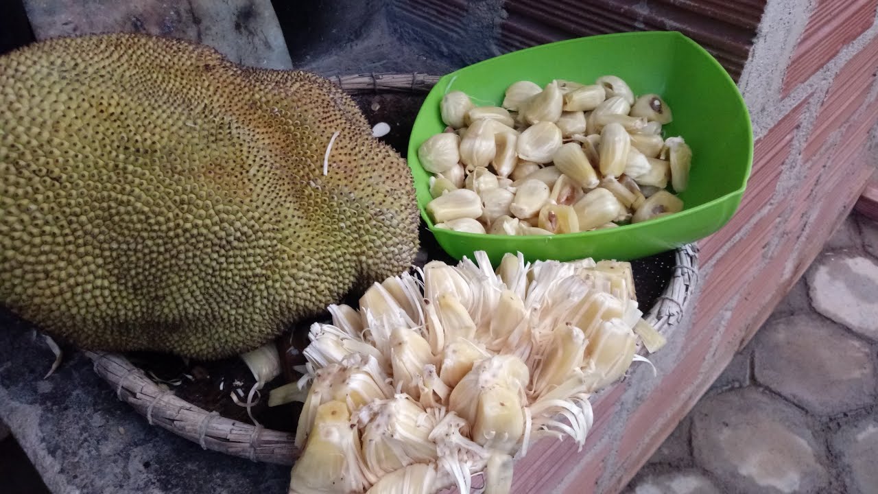 Diferença entre jaca mole e jaca dura - YouTube