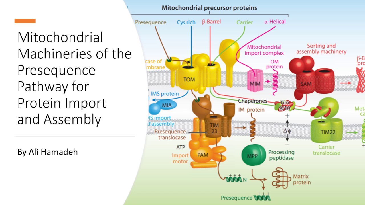 Mitochondrial Machineries of the Presequence Pathway for Protein Import ...