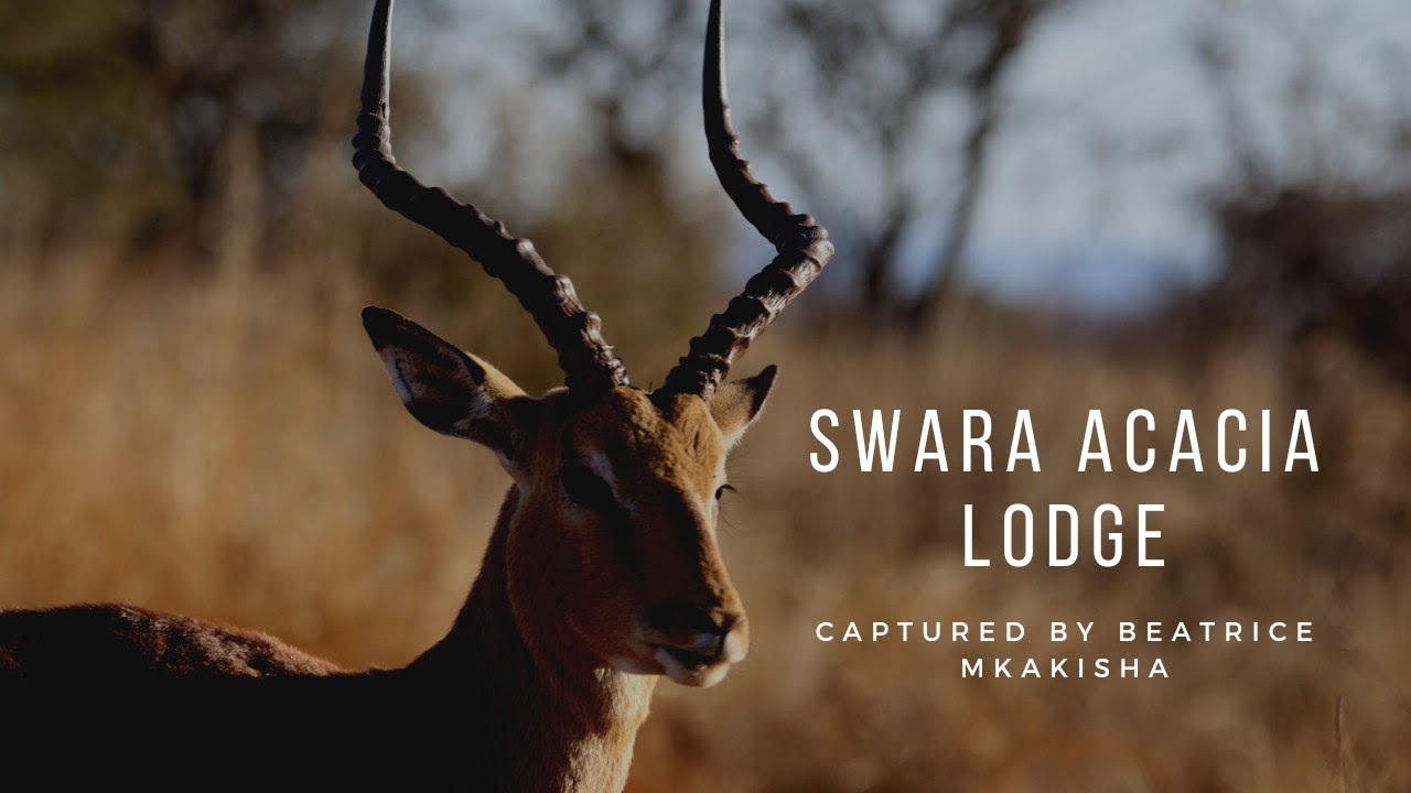 SWARA ACACIA LODGE | KENYA LUXURY SAFARI CAMP | Qysha Pictures - YouTube