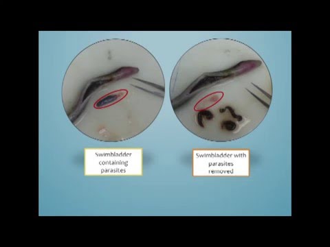 Eels and Nematode Parasites by Zoemma Warshafsky (Virginia Institute of ...