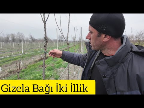 Gizela 6  İkinci illin Gilas Bağı