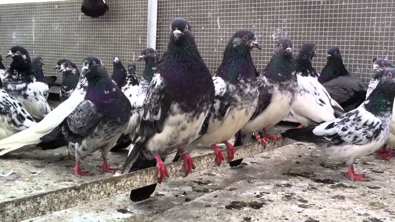 Ustad Chaudhary Junaid's Lahore Teddy Pigeons VIDEO-00395-(0773) - YouTube