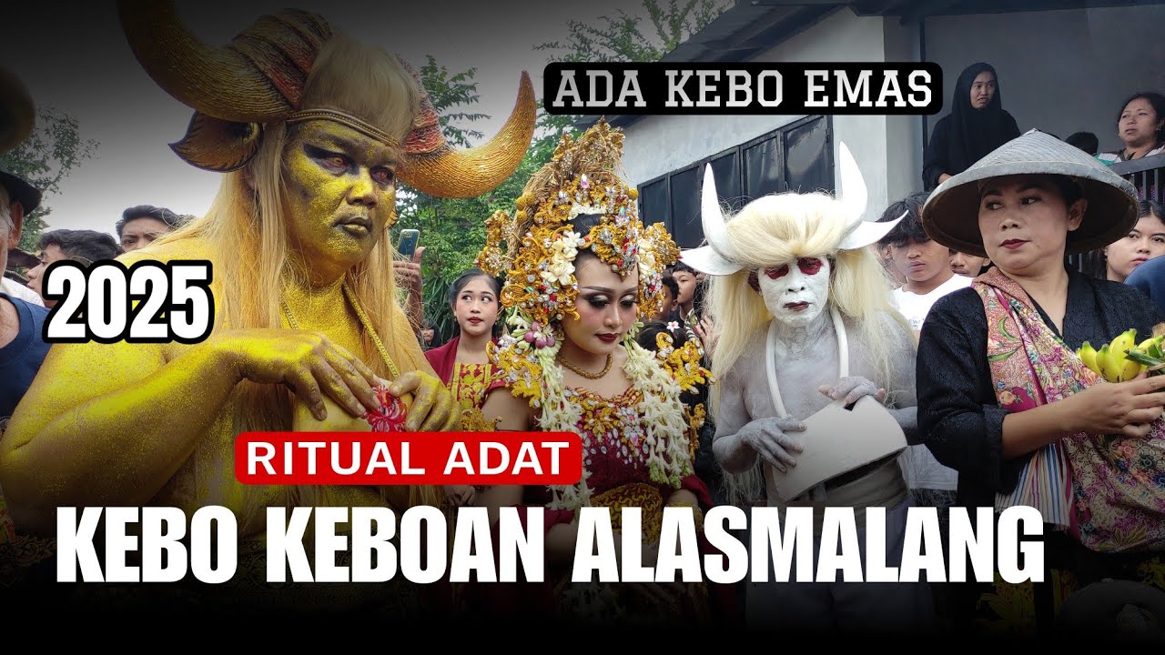 Ada kebo Emas Di Ritual Adat kebo keboan Alasmalang 2025 - YouTube