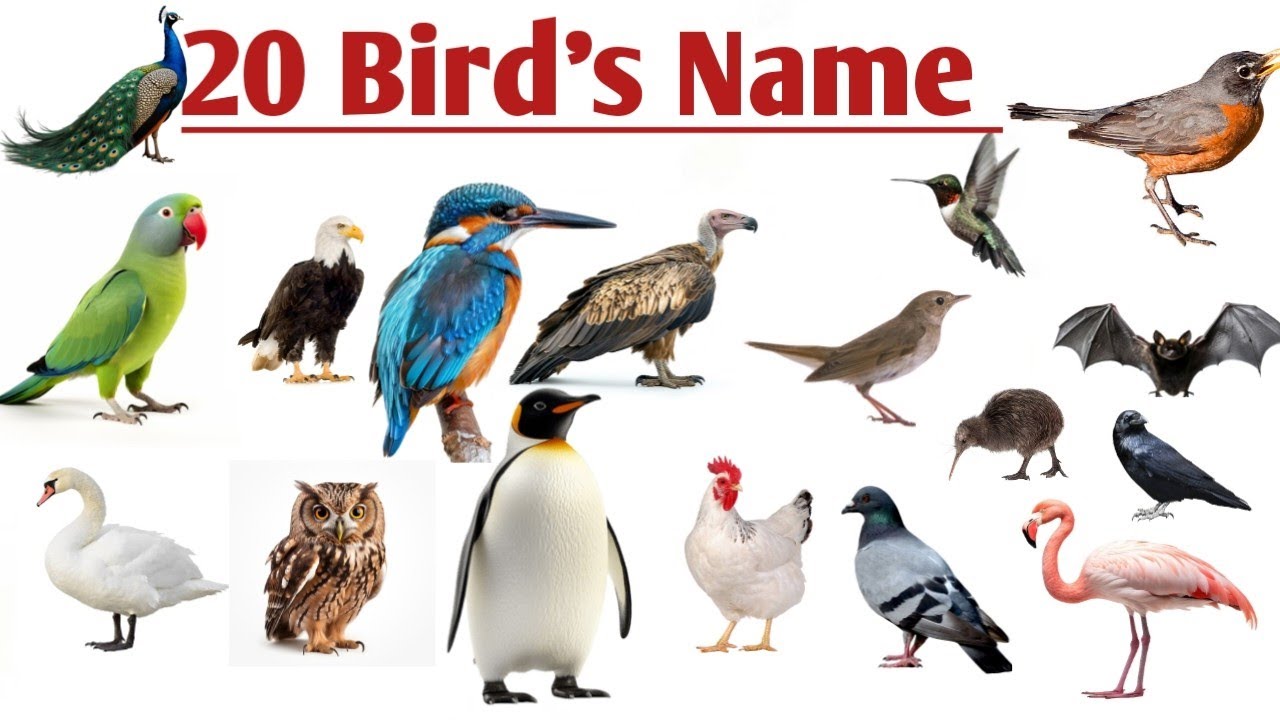 Learn 20 Birds Name in English 🐦🐦‍⬛🐓#Birds Name for Kids | 20 Birds ...
