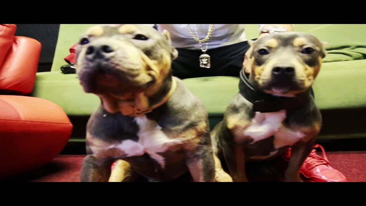 Splash Don- Loopie (Official music video) - YouTube