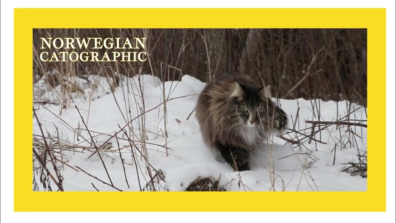 Join Norwegian CatoGraphic in this rare footage of the norwegian Tiger ...