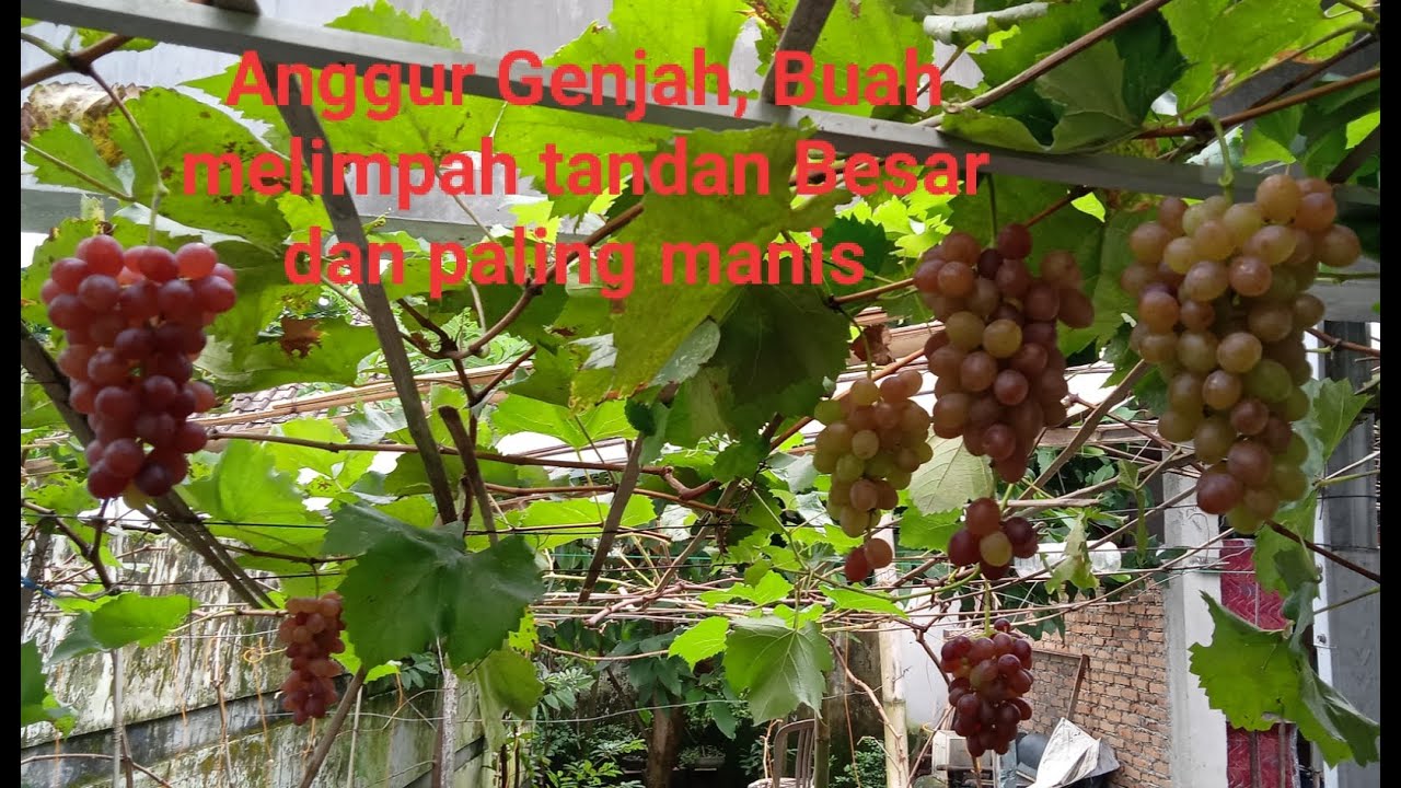 JUPITER ANGGUR PALING GENJAH, DAN PALING MANIS - YouTube