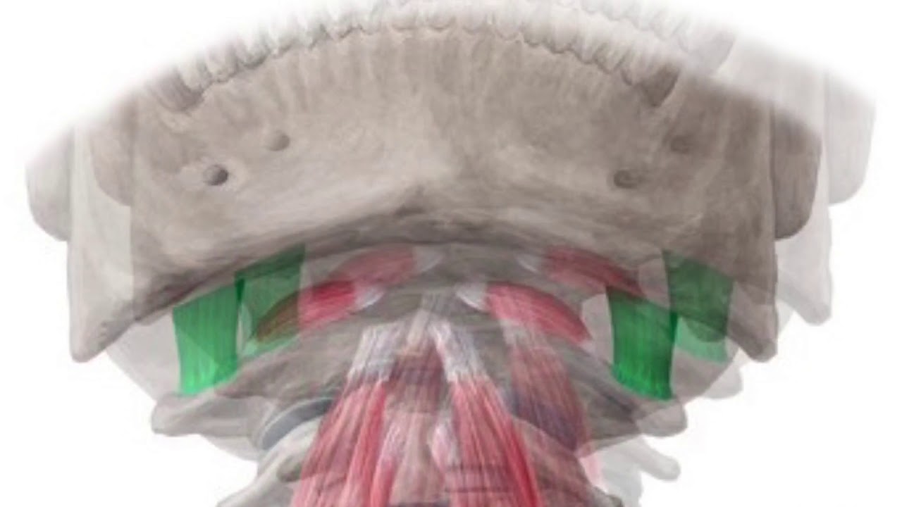 Rectus Capitis Lateralis - YouTube