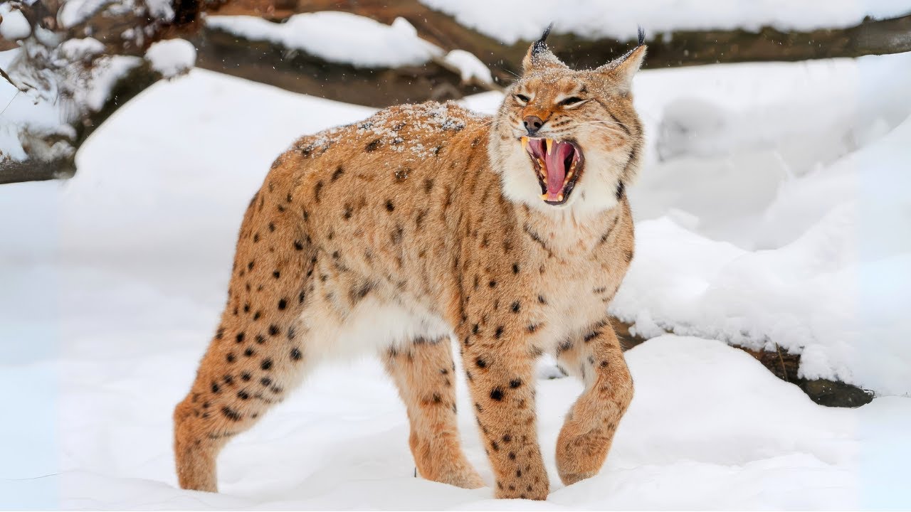 Lynx The Silent Stalkers: How Lynxes Thrive in the Wild! - YouTube