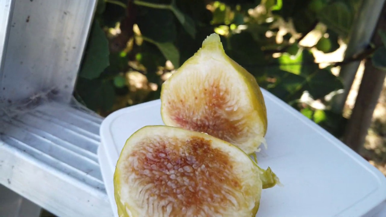 Yellow Long Neck Fig Harvest (FAIL!) - YouTube